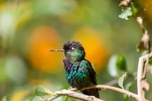 Hummingbird Season | House Life Today