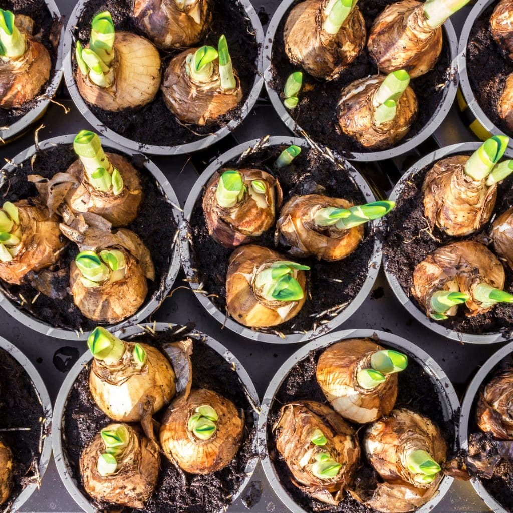 Best Ways To Make Bulbs Bloom Indoors | House Life Today