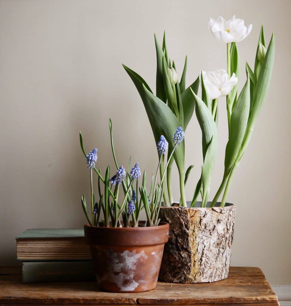 Best Ways To Make Bulbs Bloom Indoors | House Life Today