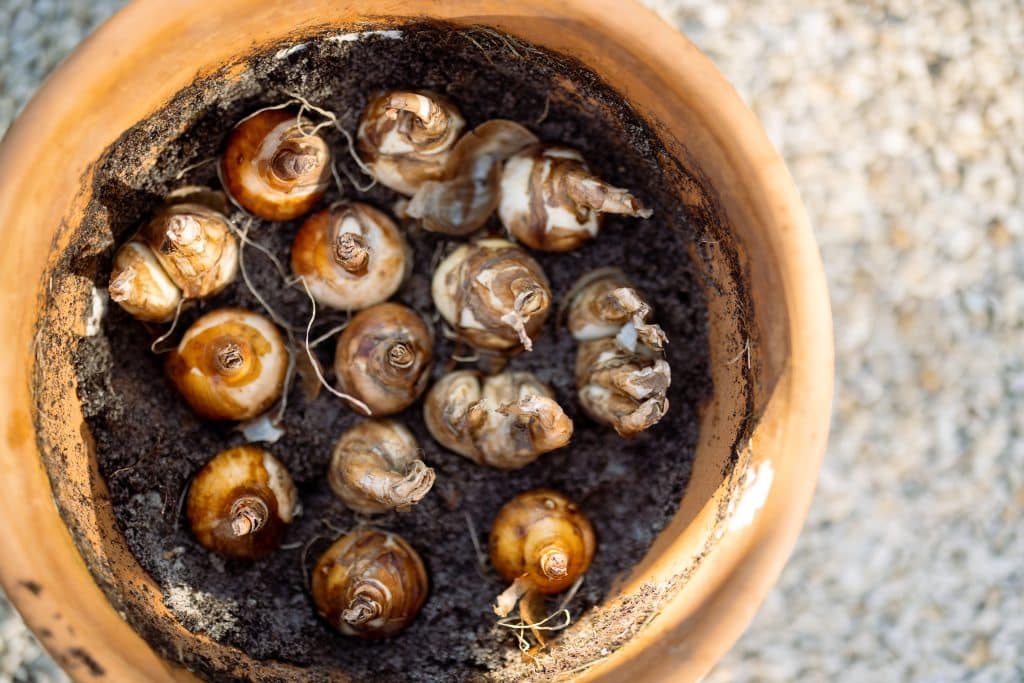 Best Ways To Make Bulbs Bloom Indoors | House Life Today