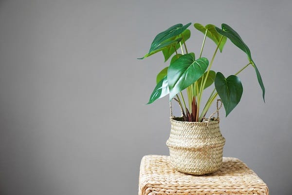 Why Your Plants Keep Dying | House Life Today